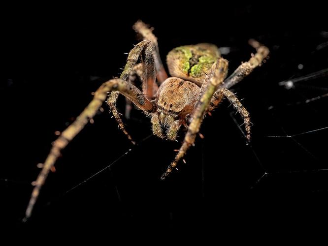 Backyard bug safari | Waterline | yoursun.com