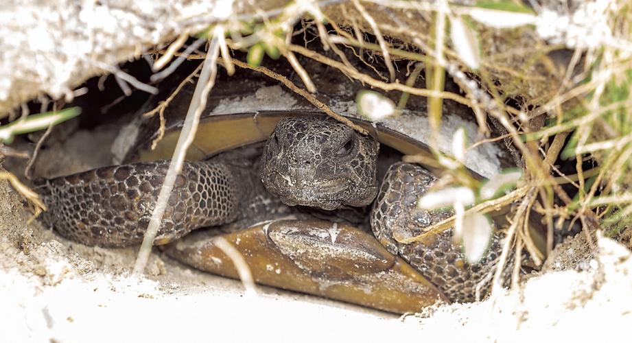 10 things you need to know about gopher tortoises | News | yoursun.com