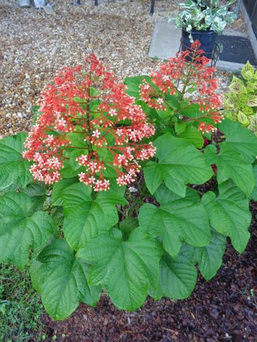A pyramid of flowers — the pagoda flower | News Archives | yoursun.com