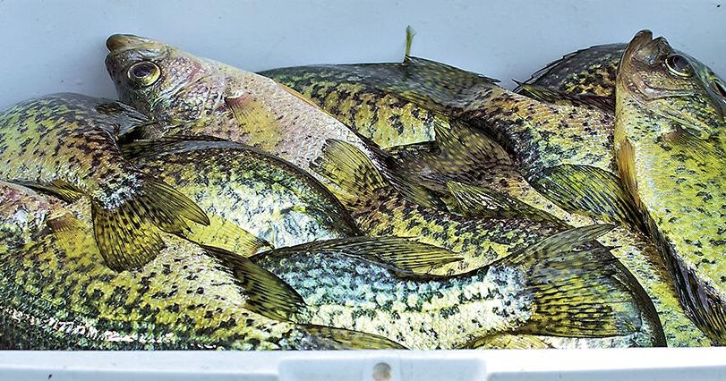 A crappie thing to call a speck | Waterline | yoursun.com