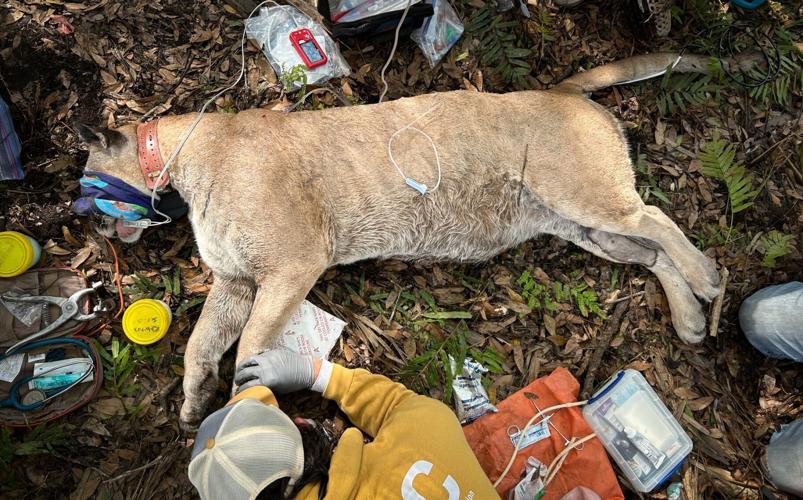 Confirmed: Florida panther breaks weight record | News | yoursun.com