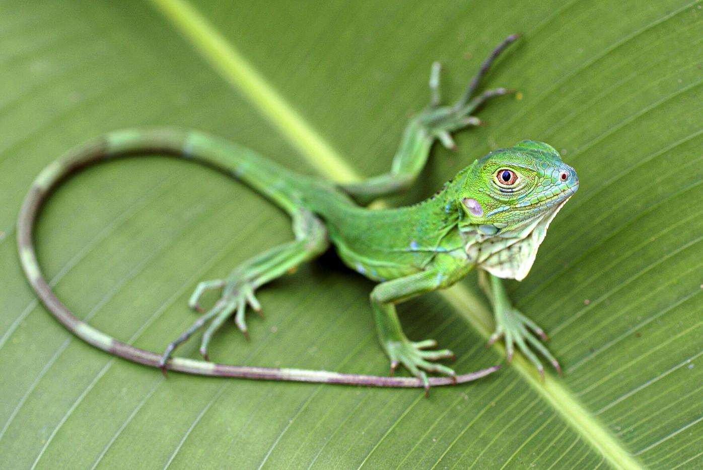 Big lizard in my backyard | Waterline | yoursun.com