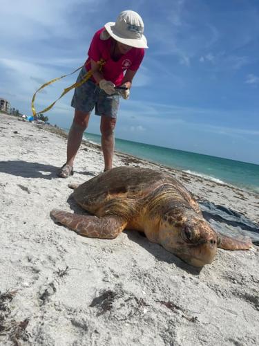 Sea turtle dies after boat strike | News | yoursun.com