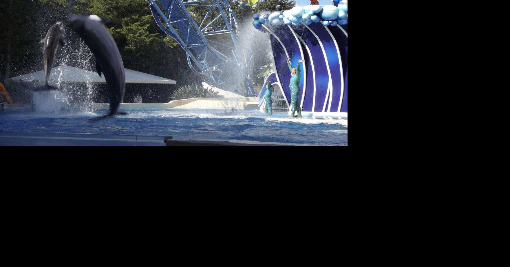 Shamu has more friends than ever at SeaWorld Orlando | Go! | yoursun.com