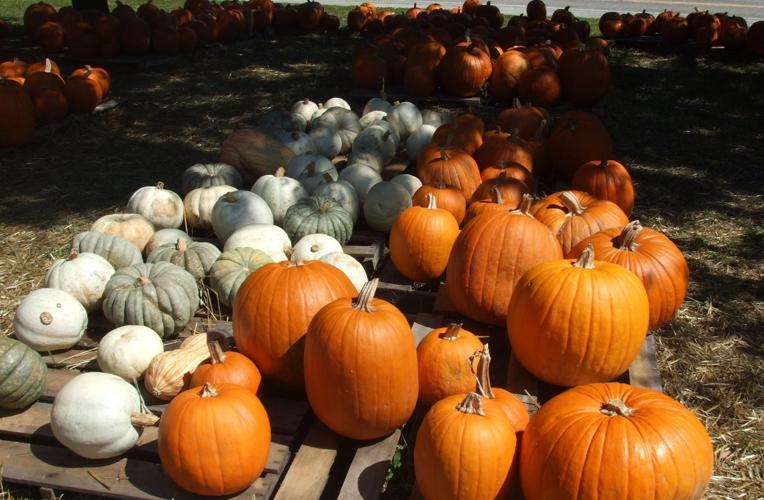 Halloween spirit lurking in the Pumpkin Patch | News Archives | yoursun.com
