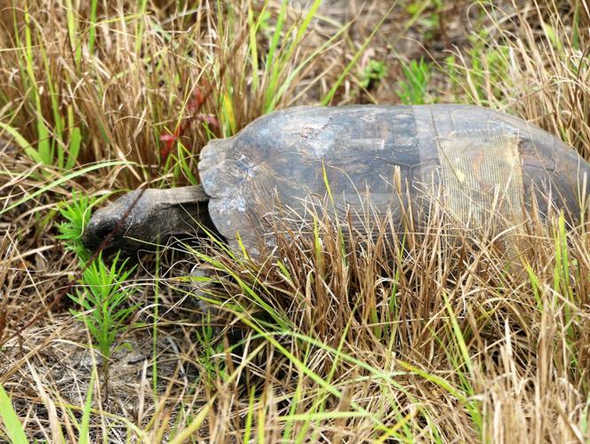 Signs of the times: Group hopes awareness campaign will keep gopher ...