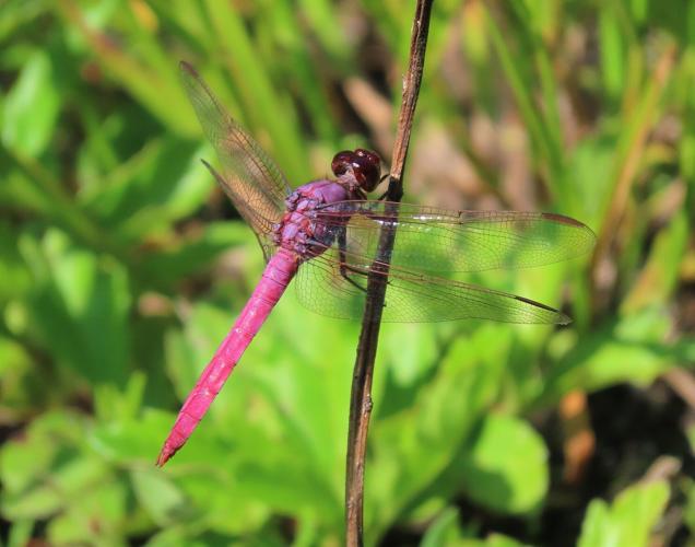 Red Bug Slough: Urban cornucopia of dragonflies, nature | Arts ...