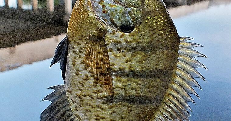 A panfish primer: There’s a lot more to Florida freshwater fishing than ...
