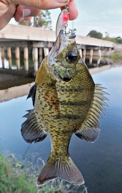 A panfish primer: There’s a lot more to Florida freshwater fishing than ...
