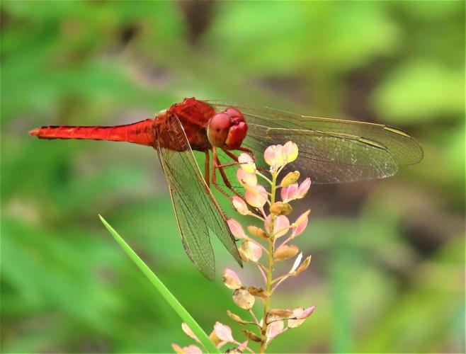 Red Bug Slough: Urban cornucopia of dragonflies, nature | Arts ...