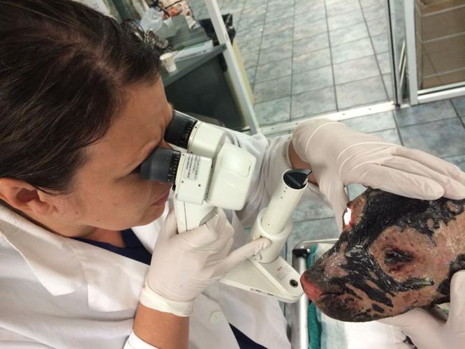 Burned dog on the mend | News Archives | yoursun.com
