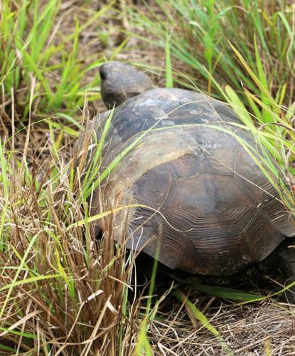 Signs of the times: Group hopes awareness campaign will keep gopher ...