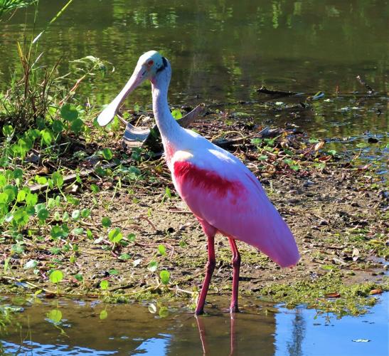 Red Bug Slough: Urban cornucopia of dragonflies, nature | Arts ...