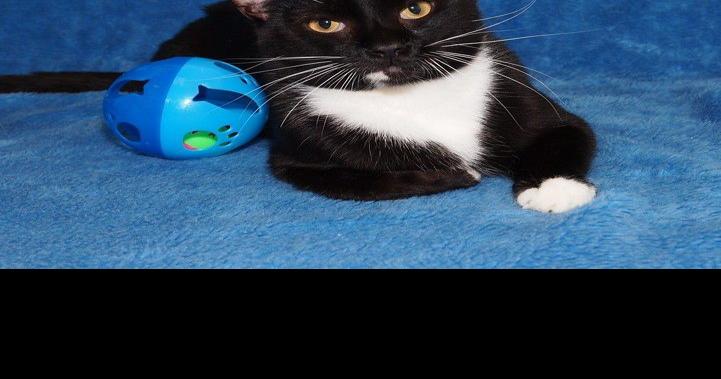AWL pet of the week | News Archives | yoursun.com