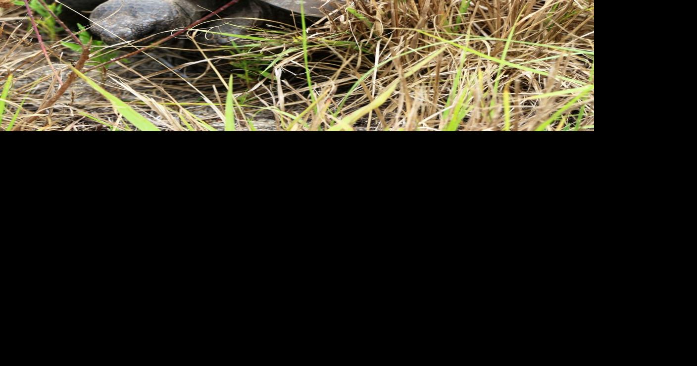 Gopher tortoises are getting depressed - and it may be our fault | The ...