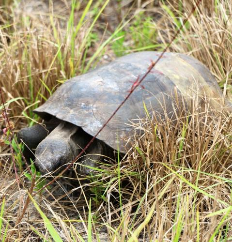 Gopher tortoises are getting depressed - and it may be our fault | The ...