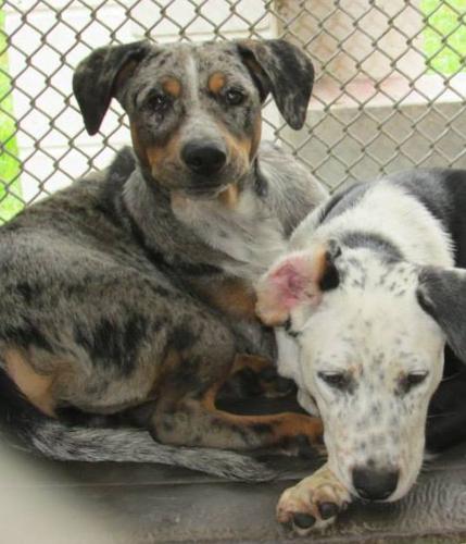 Merry PAWSmas: a pet adoption event | Newsarchives | yoursun.com