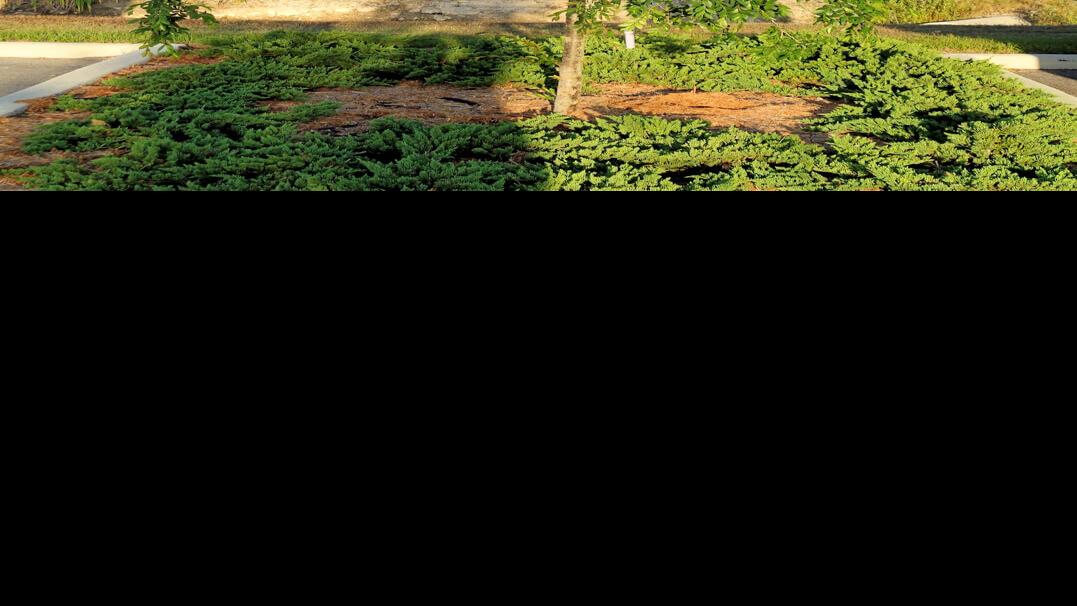 COLUMN: The many benefits to the Drake Chinese elm | News | yoursun.com