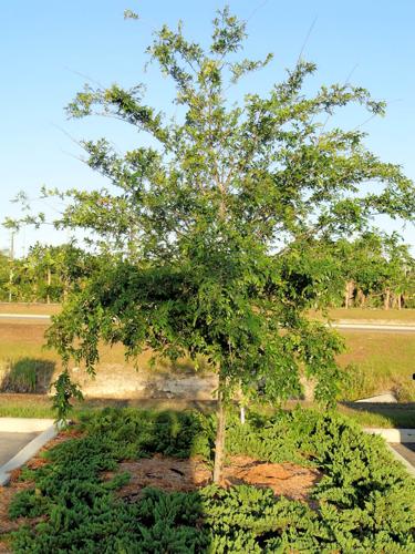 COLUMN: The many benefits to the Drake Chinese elm | News | yoursun.com