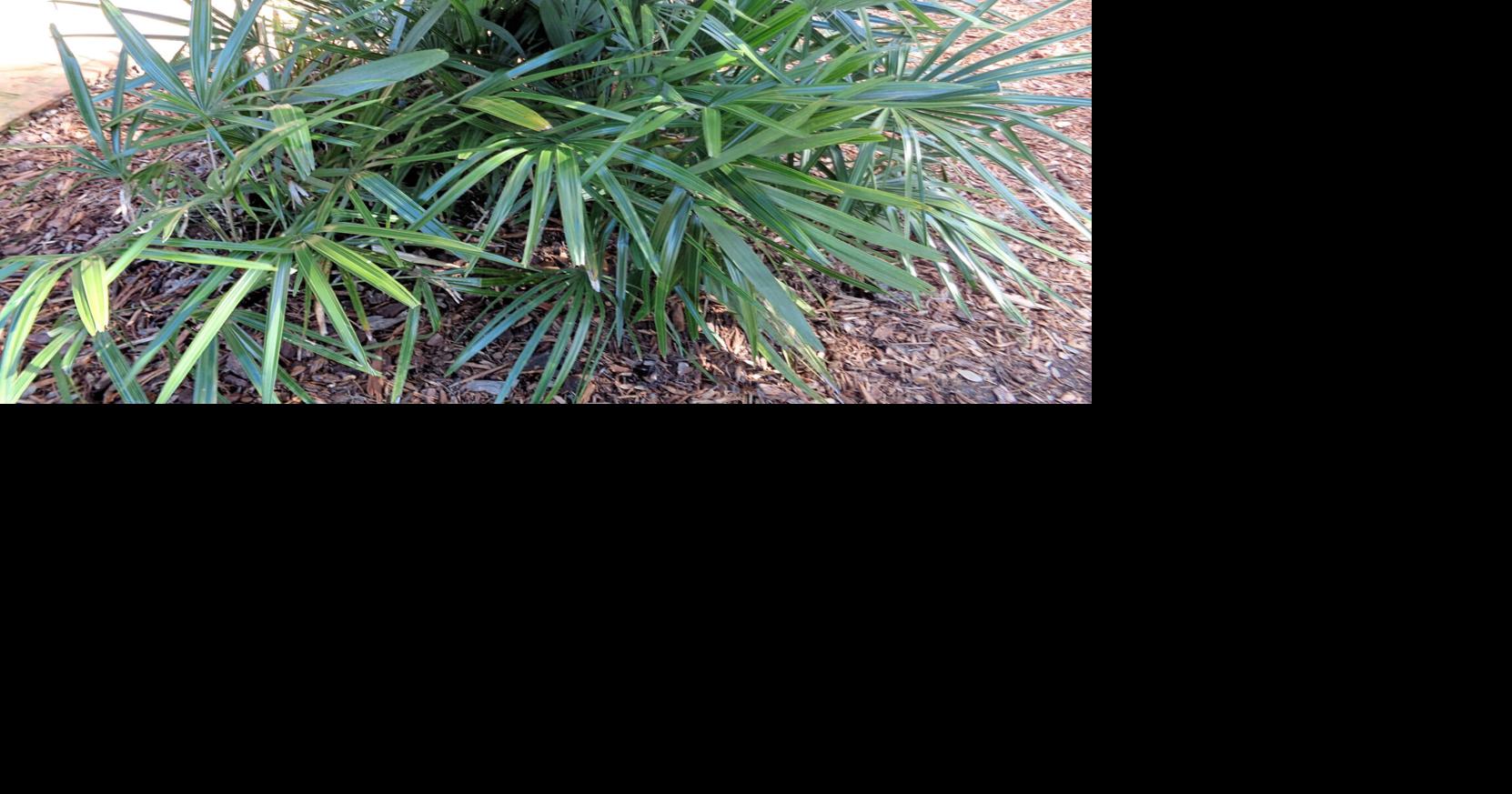 Column: Needle palms – attractive, well-armed, native palms | News ...