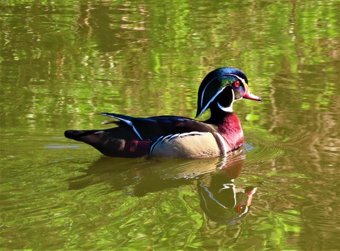 Red Bug Slough: Urban cornucopia of dragonflies, nature | Arts ...