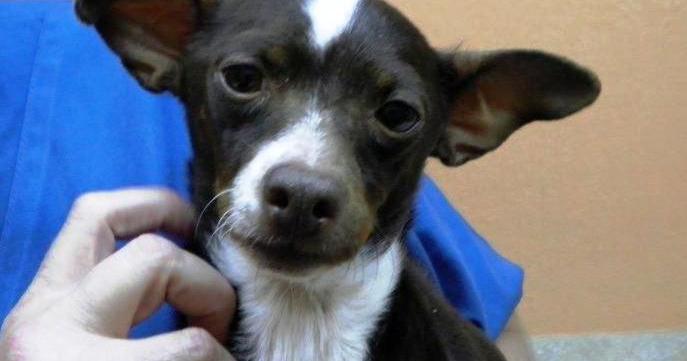 Fund gives mistreated animals a second chance | News Archives | yoursun.com