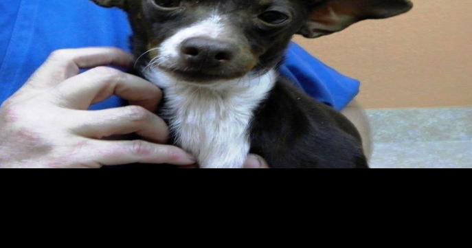 Fund gives mistreated animals a second chance | News Archives | yoursun.com