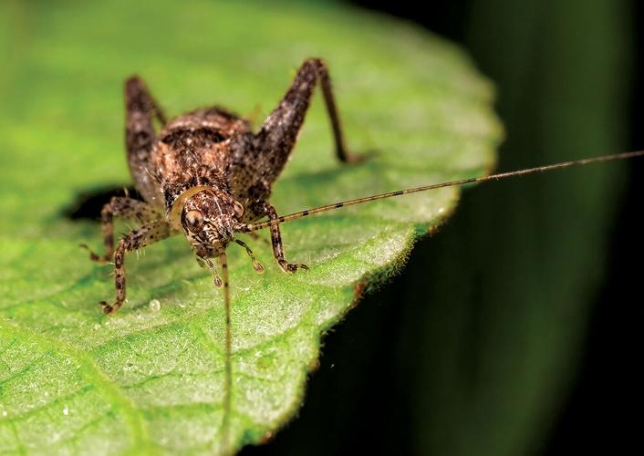 Backyard bug safari | Waterline | yoursun.com