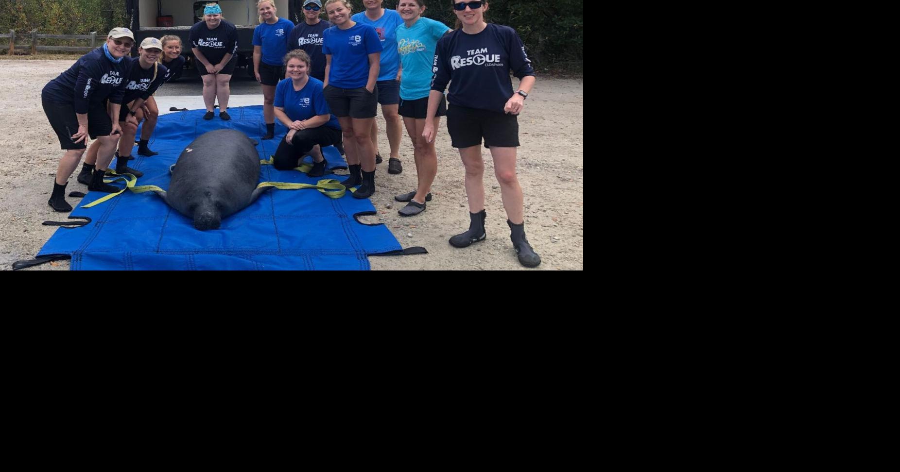 Manatee injured in 2019 released back to wild | The Gondolier | yoursun.com