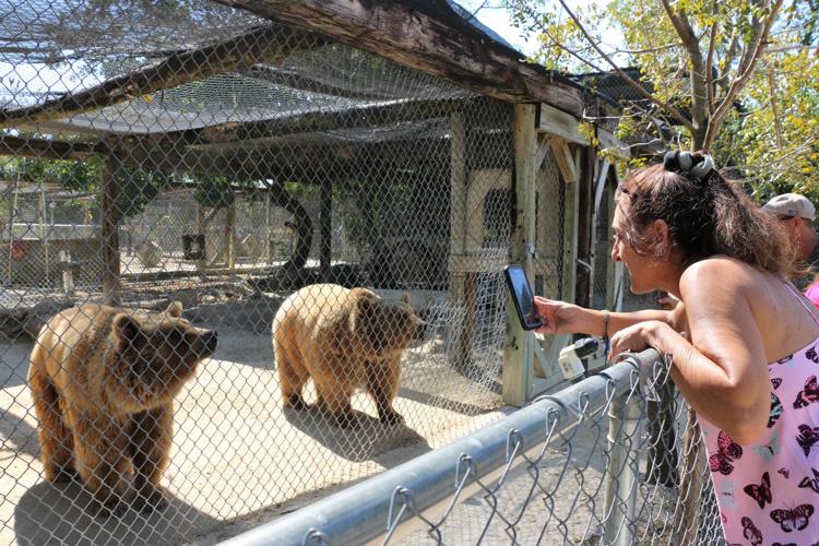 Octagon Wildlife Sanctuary — A haven for unwanted animals | News ...