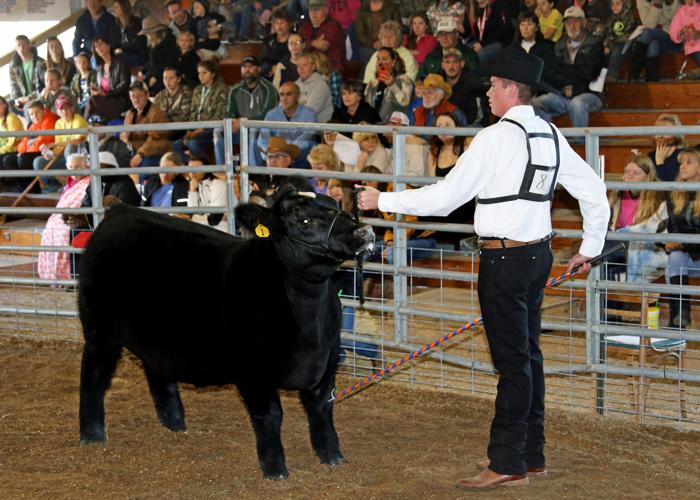 Charlotte Fair Steer show takes place | News Archives | yoursun.com