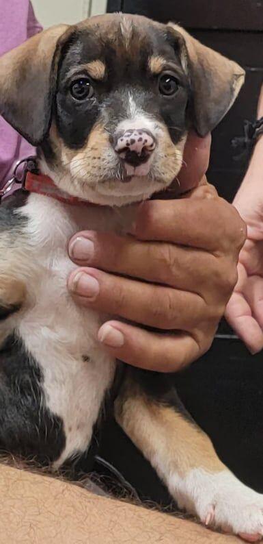 Project Phoenix to rescue 'potcakes' dogs from the Bahamas | News ...