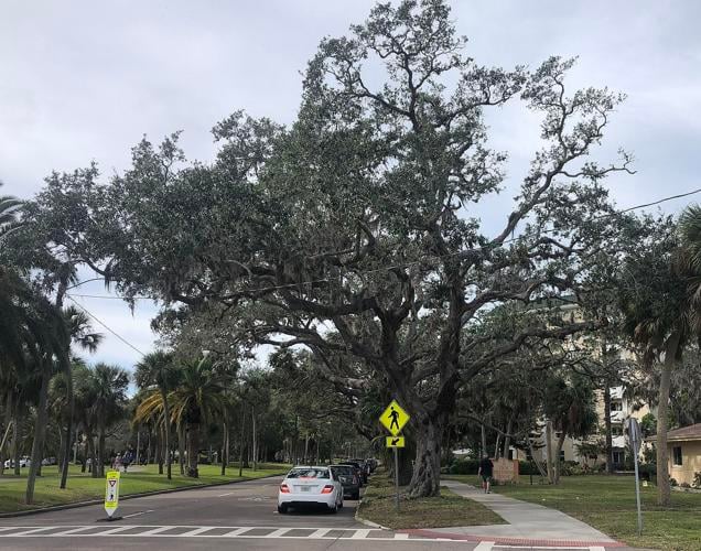 Protections for grand trees could be loosened | News | yoursun.com