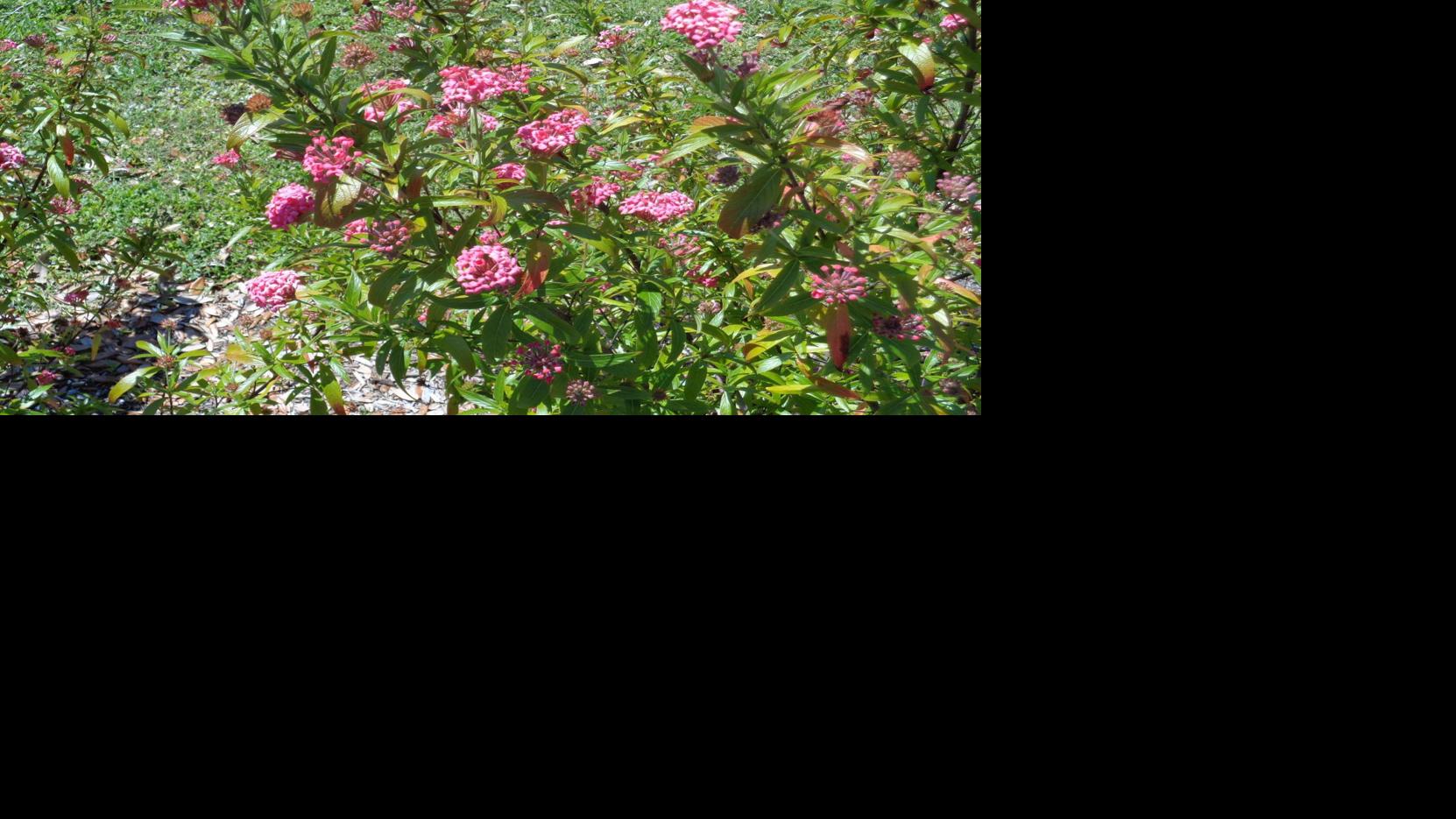 Panama rose at a glance | News | yoursun.com