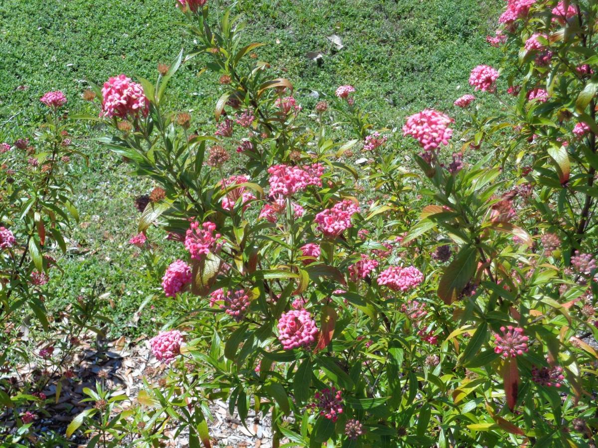 Panama rose at a glance | News | yoursun.com