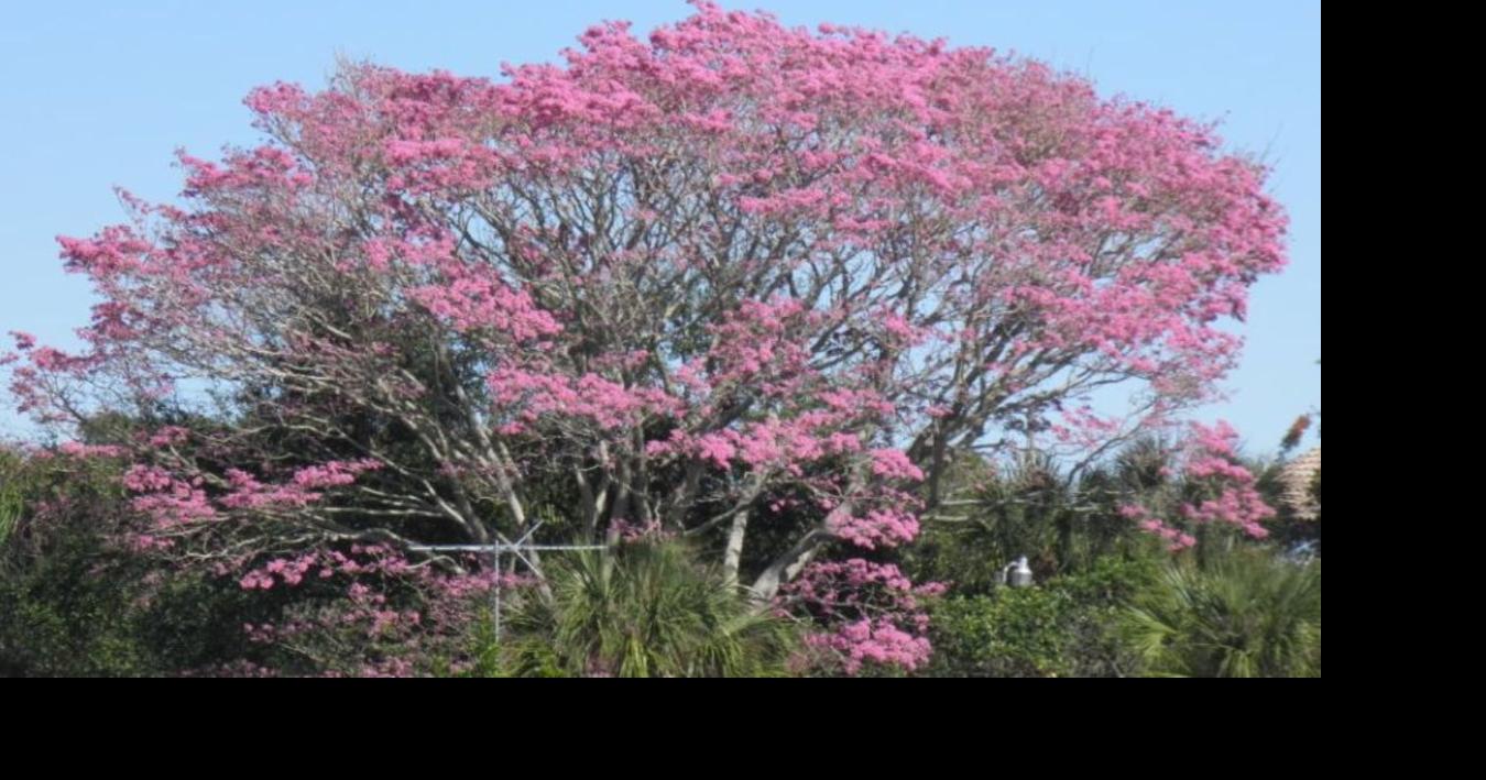 An early spring in southwest Florida | News Archives | yoursun.com