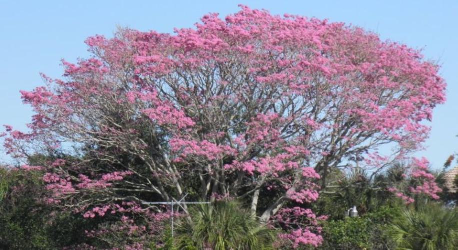 An early spring in southwest Florida | News Archives | yoursun.com