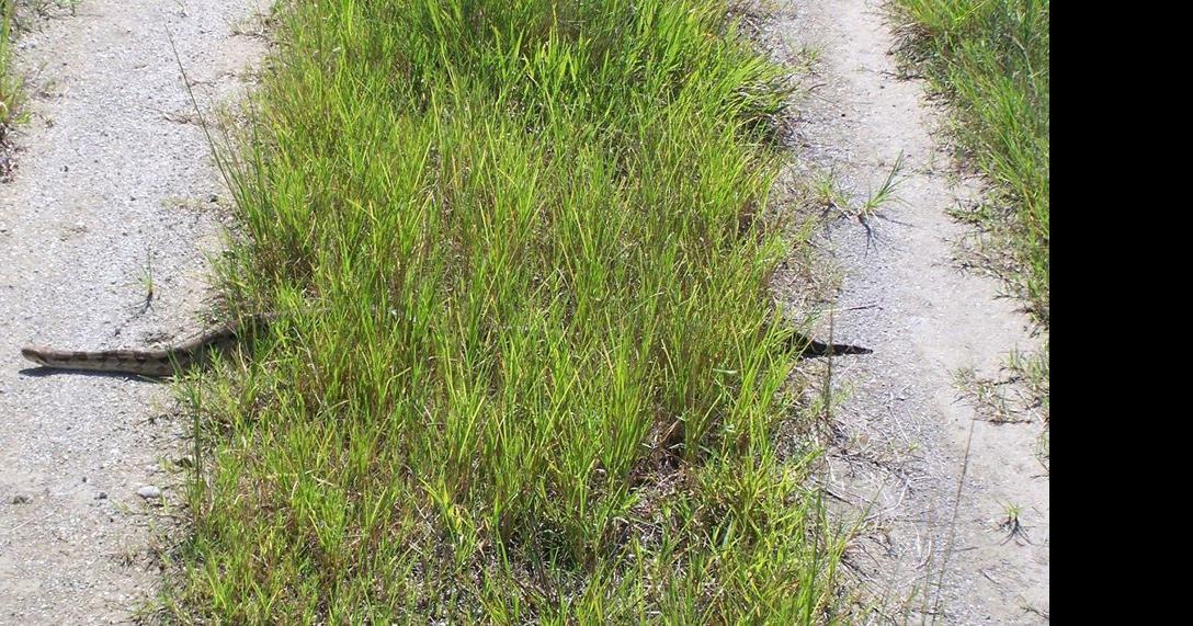 Boa constrictor spotted in Myakka State Forest | News Archives ...