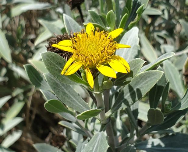 COLUMN: Look for the sea oxeye daisy, a colorful native plant | Port ...
