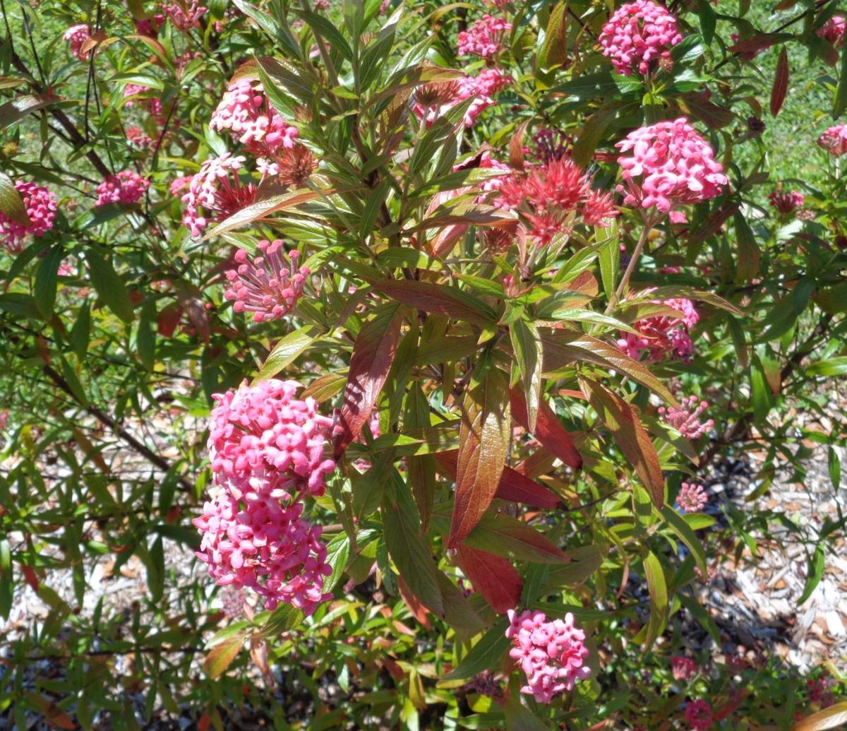 Panama rose at a glance | News | yoursun.com