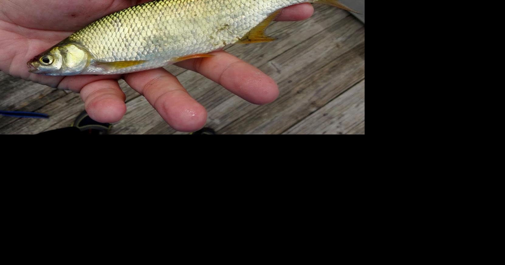 The golden bait | Waterline | yoursun.com