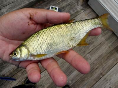 The golden bait | Waterline | yoursun.com