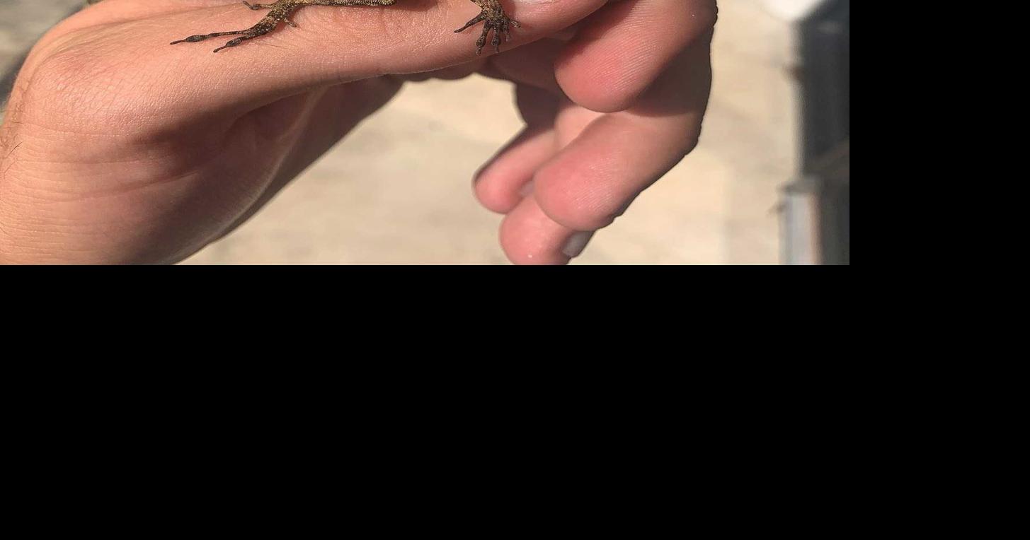 Hitchhiking lizards | Around Town | yoursun.com