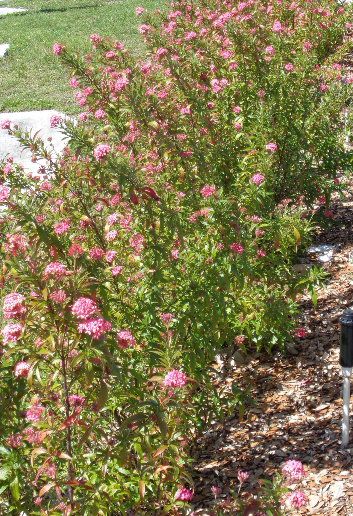 Panama rose at a glance | News | yoursun.com