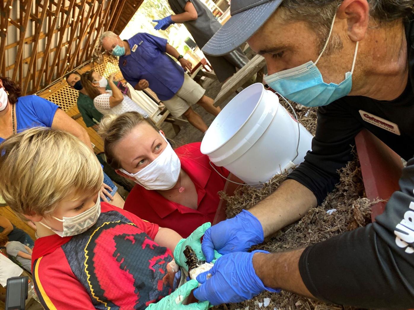 17th Annual Alligator Hatching Festival runs through Aug. 30 | Let's Go ...