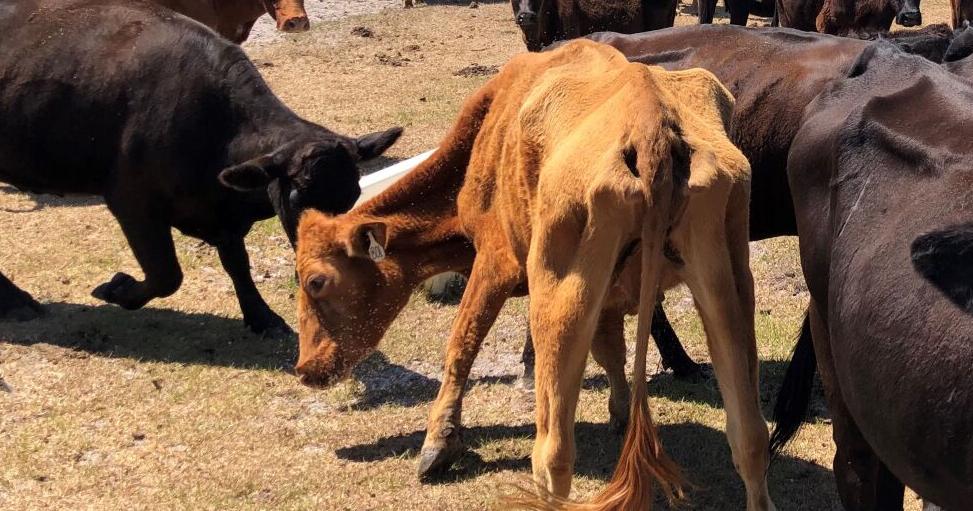 Sheriff's Office seizes 33 cattle from animal neglect | The Gondolier ...