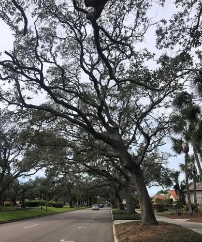 Protections for grand trees could be loosened | News | yoursun.com