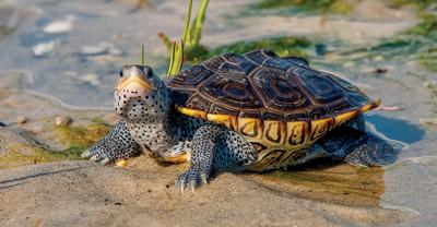 New crab trap rules to save terrapins | Waterline | yoursun.com