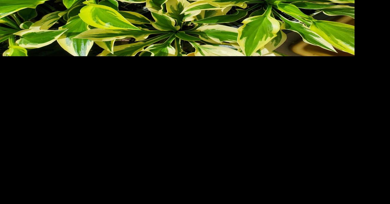 COLUMN: Craving hosta plants in Florida? Never say never! | Port ...
