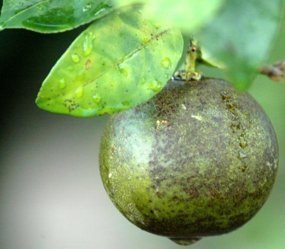 Citrus greening strikes Florida growers | The Daily Sun | yoursun.com